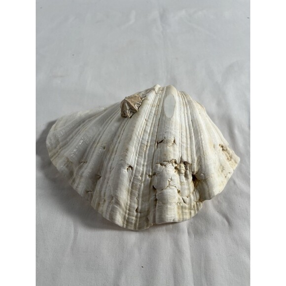 Accents | Rare Natural Half Clam Shell Beach Nautical Bowl Display 775 ...